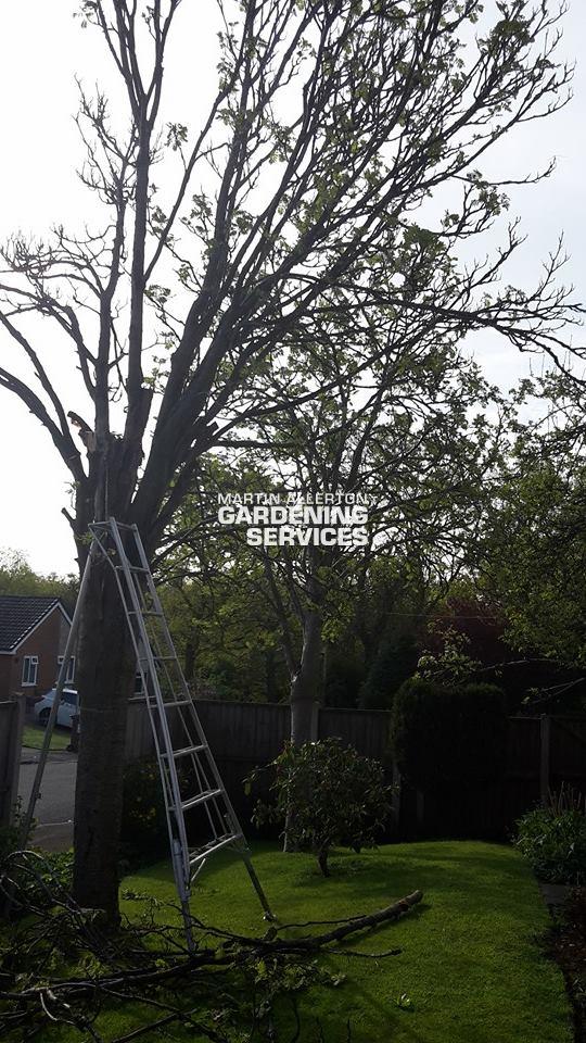 Removing rowan trees in Walton | Tree and Garden Services by Martin ...