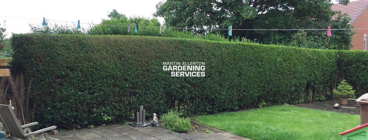 Hedge reduction by 2ft in Stone, Staffs | Tree and Garden Services by ...