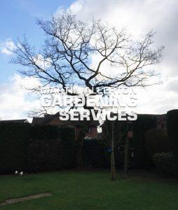 Stoke-on-Trent tree surgery – oak tree crown reduction | Tree and ...
