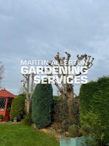 Stone, Staffs Tree Surgeon – Pollarding Sycamore Trees | Tree and ...